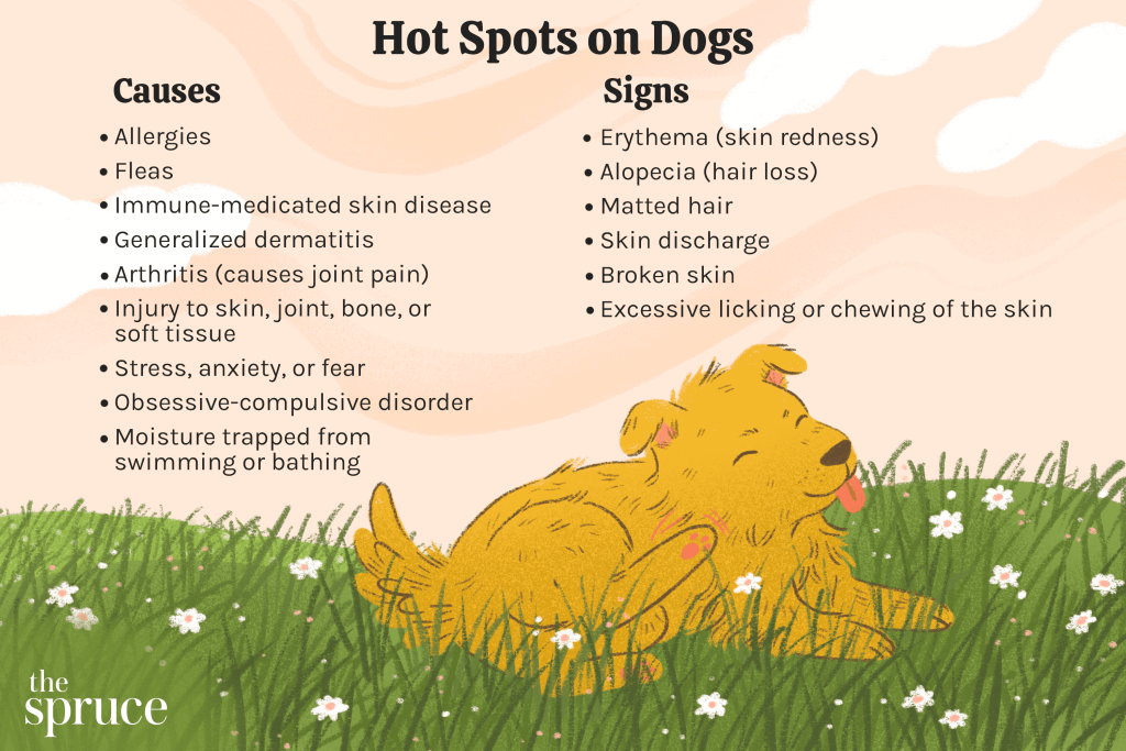 How To Treat Hot Spots On Dogs 